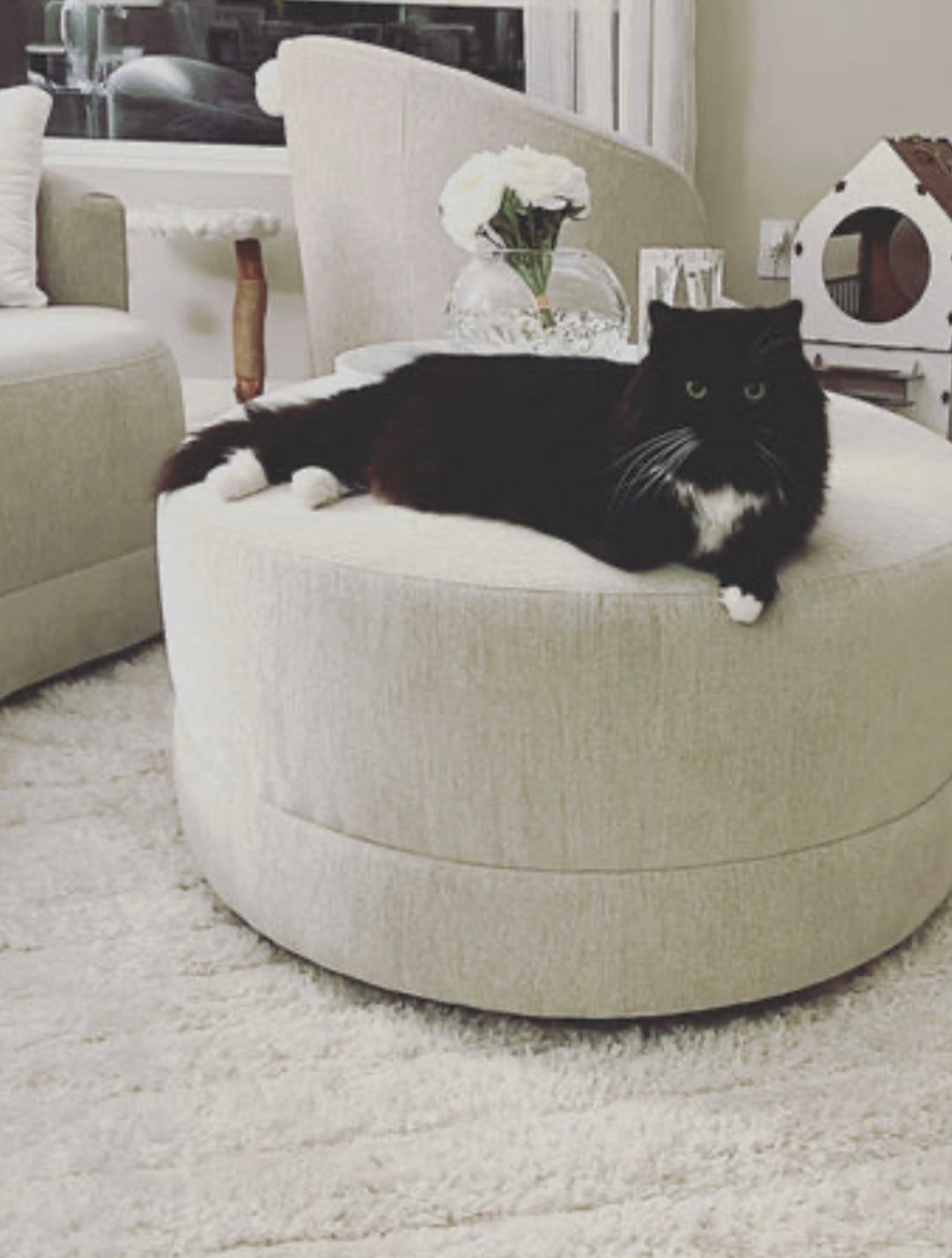 Tips to pick a cat friendly home. – TheFeistyFeline