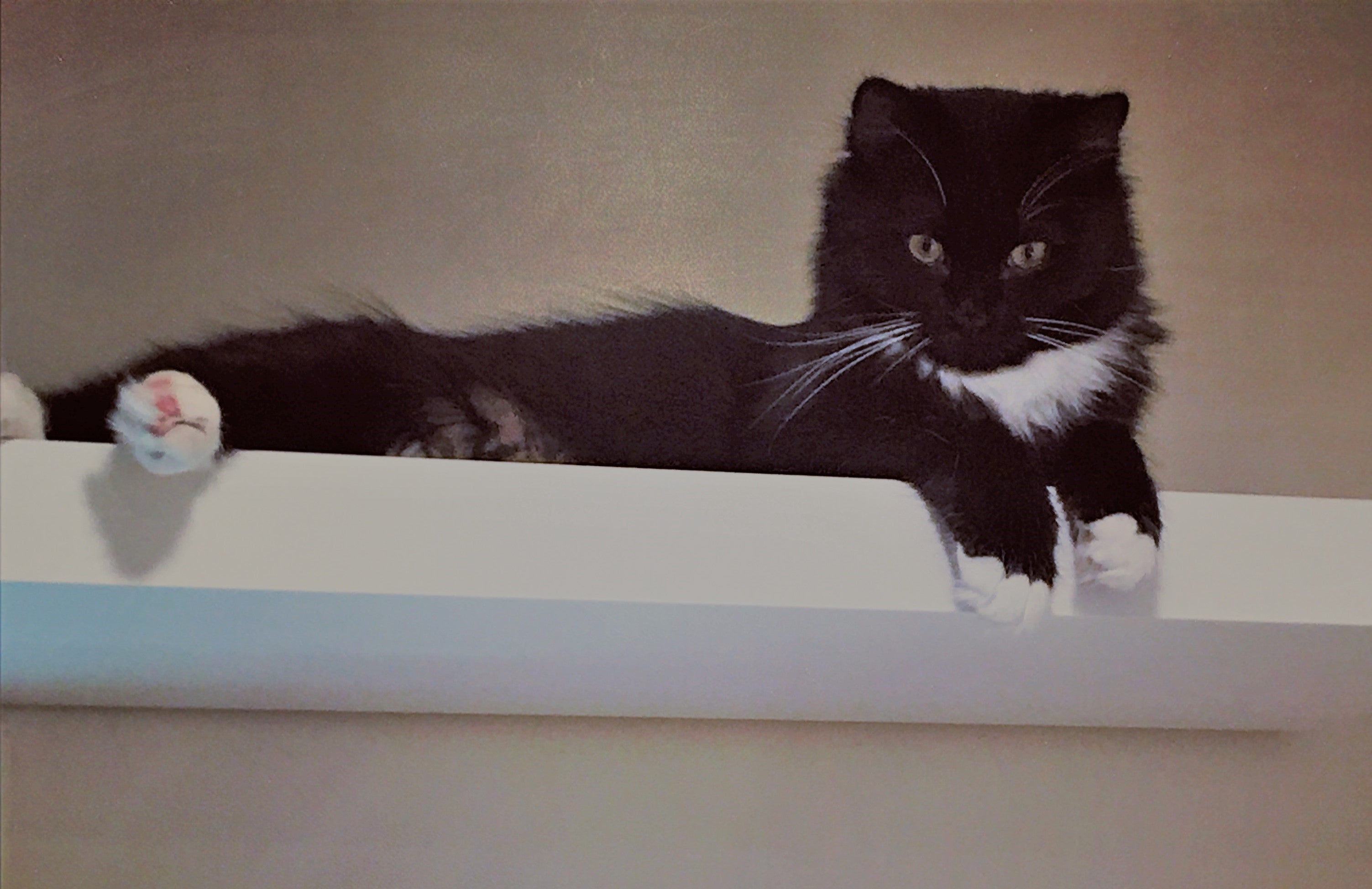 Vertical Space for Cats – TheFeistyFeline